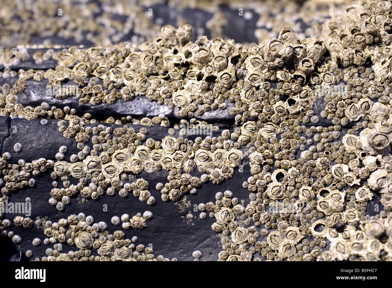 Barnacles Ireland High Resolution Stock Photography and Images - Alamy
