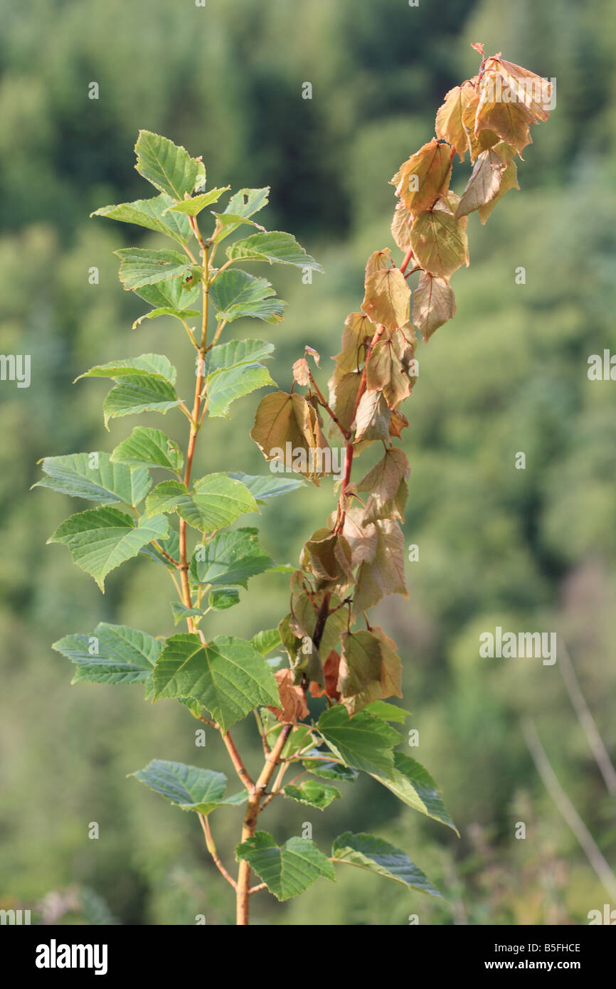 DIEBACK CAUSES SUDDEN DEATH OF A BRANCH ON MAPLE TREE Stock Photo - Alamy