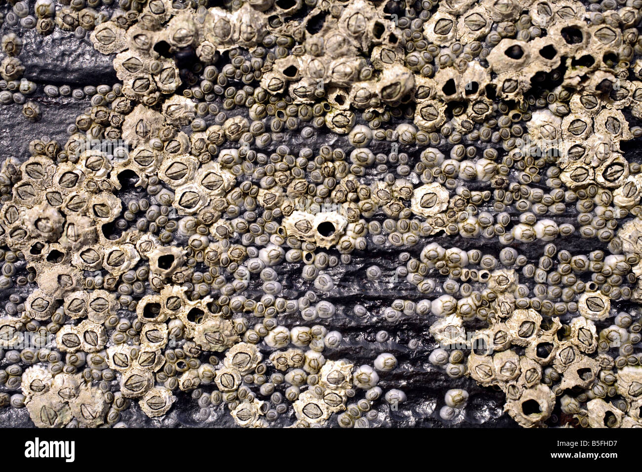 Barnacles Ireland High Resolution Stock Photography and Images - Alamy