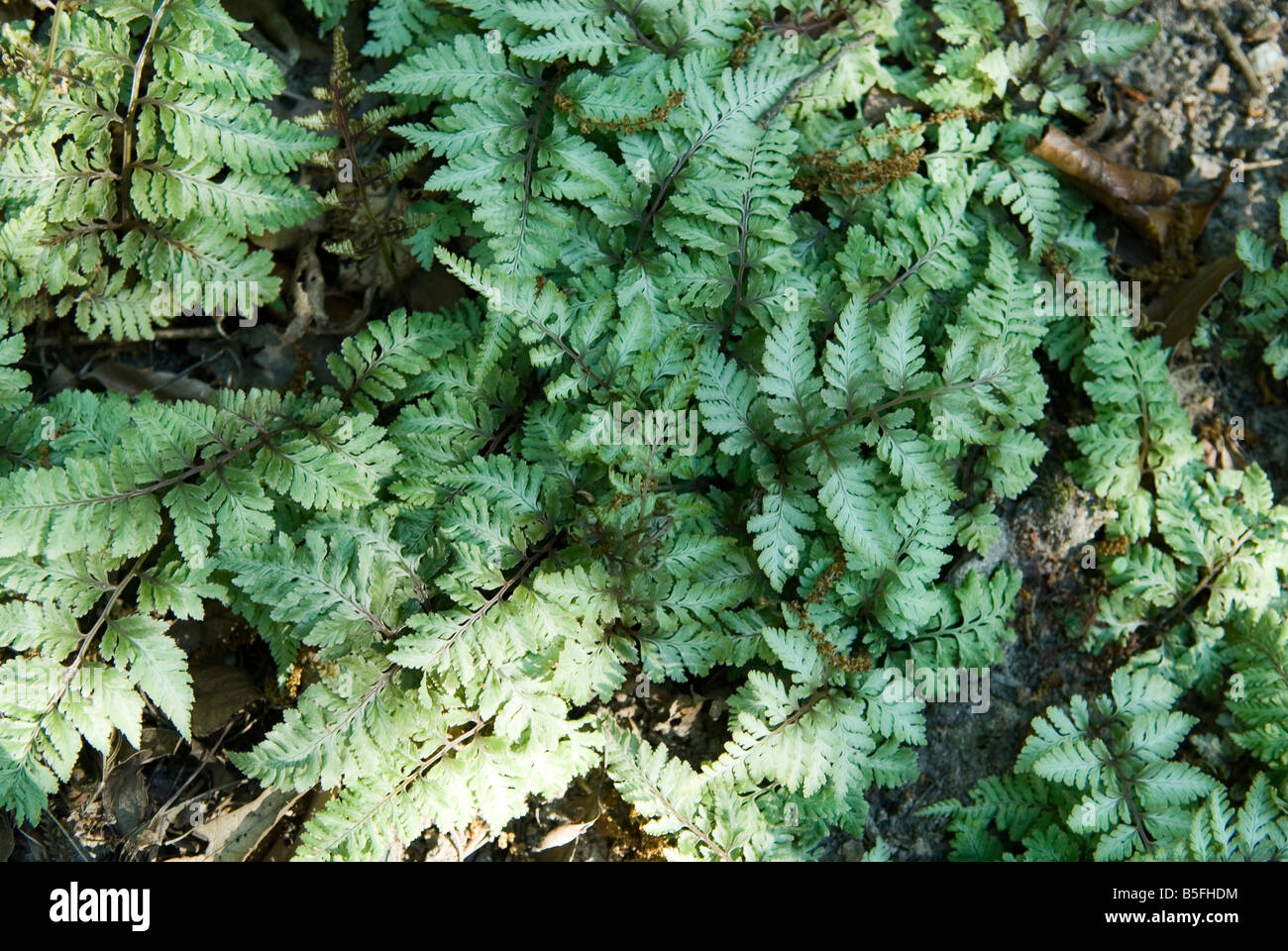 japanese fern Athyrium nipponicum Metallicum Stock Photo - Alamy