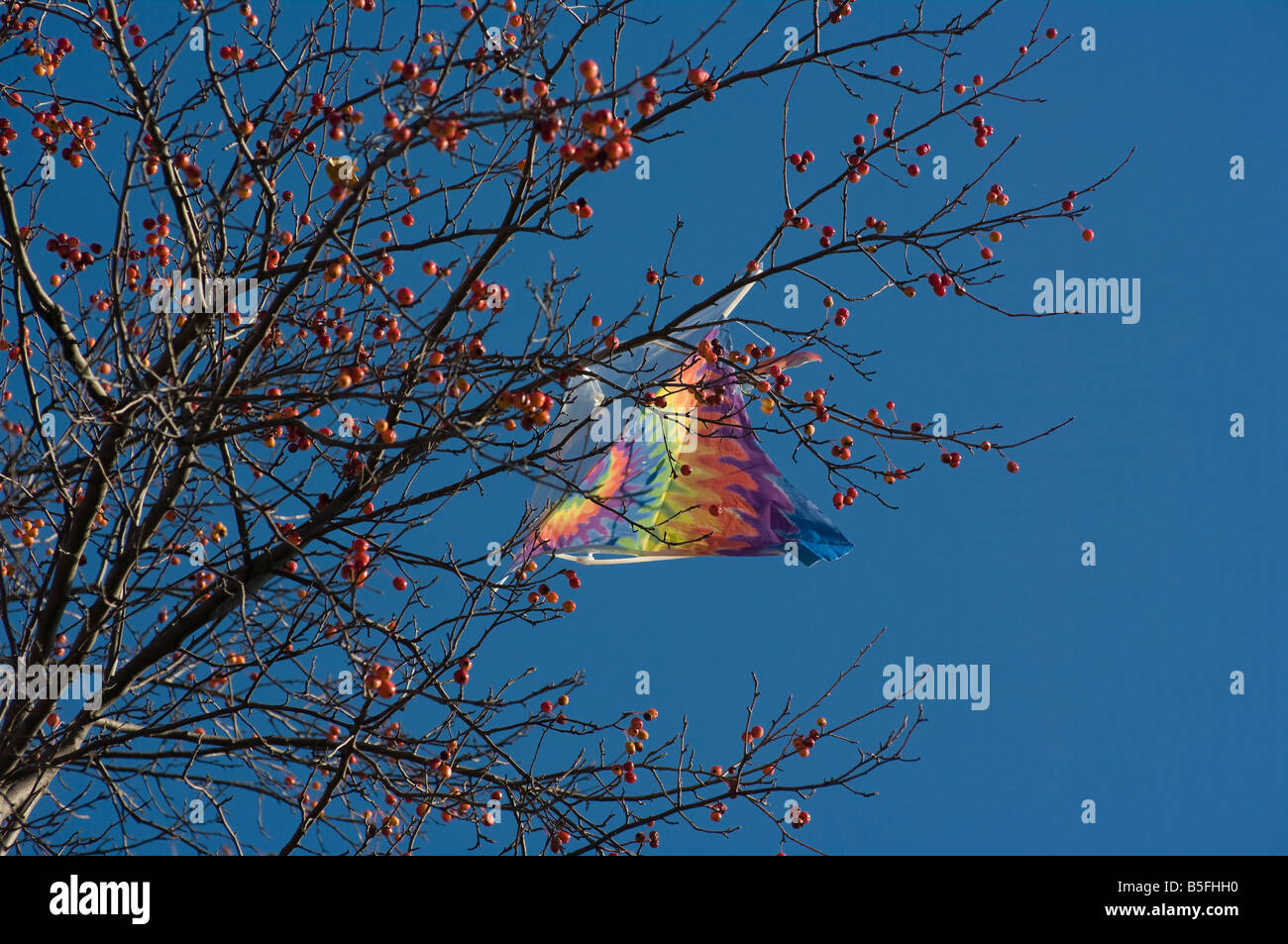 Rainbow plastic kite caught high up in a tree against a deep blue sky ...