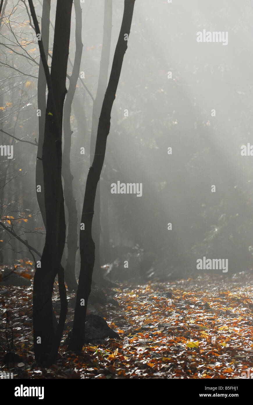Seasonal visuals hi-res stock photography and images - Alamy