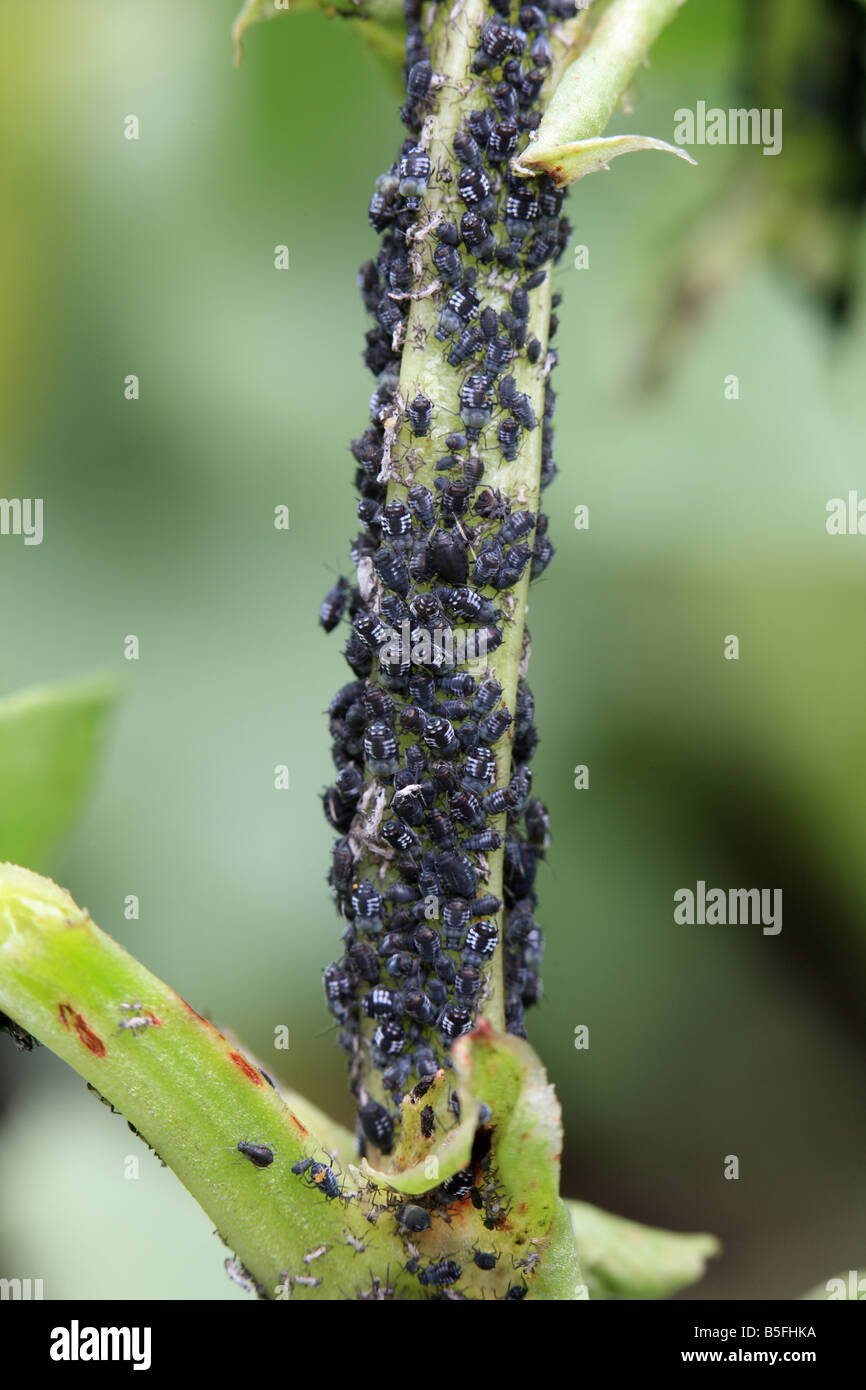 BLACK BEAN APHIS Aphis fabae ON BROAD BEAN STEM COLONY CLOSE UP Stock ...
