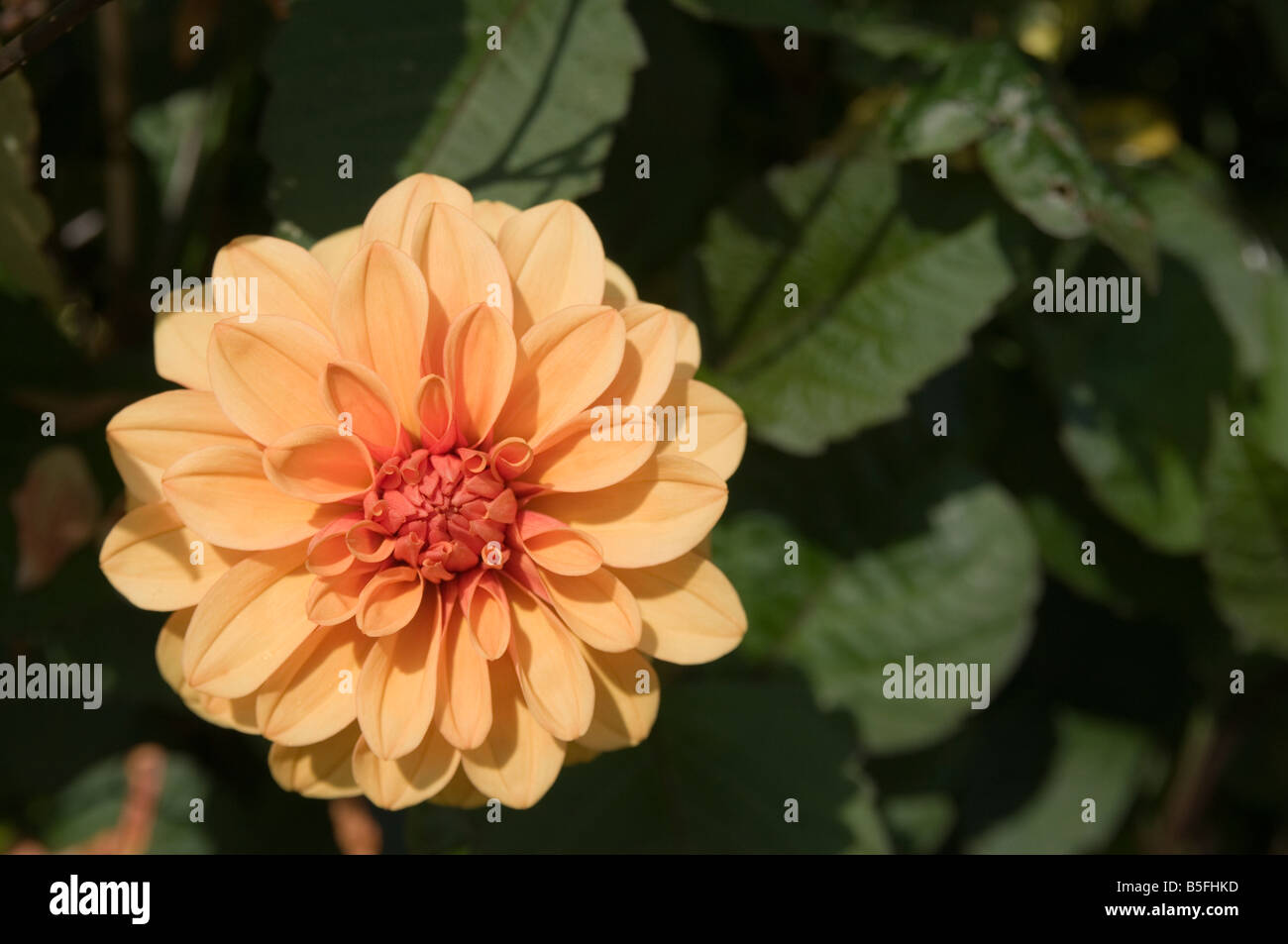 Dahlias Dahlia hybrida in English garden Derbyshire UK Stock Photo - Alamy