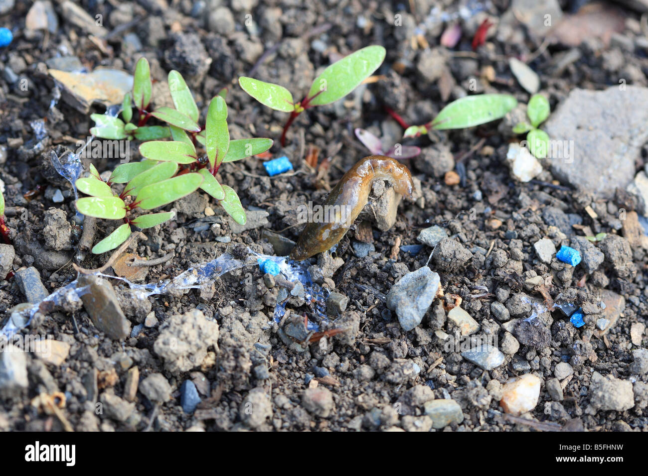 GARDEN SLUG Arion hortensis PRODUCES SLIME TRAIL AFTER CONTACT WITH ...