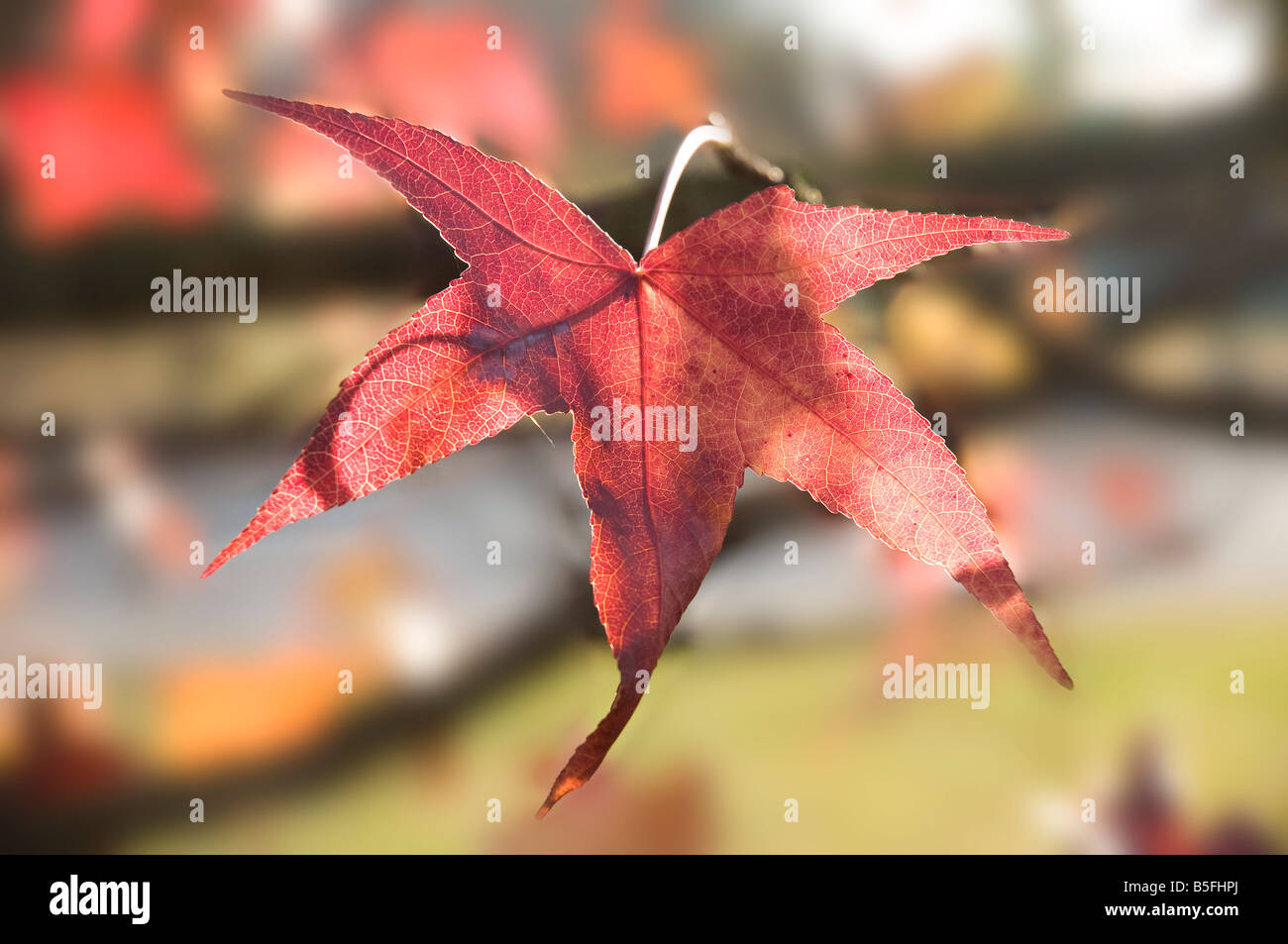 Typical fall foliage leaves hi-res stock photography and images - Alamy