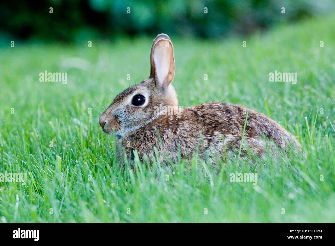 Rabbit in the grass Stock Photo - Alamy