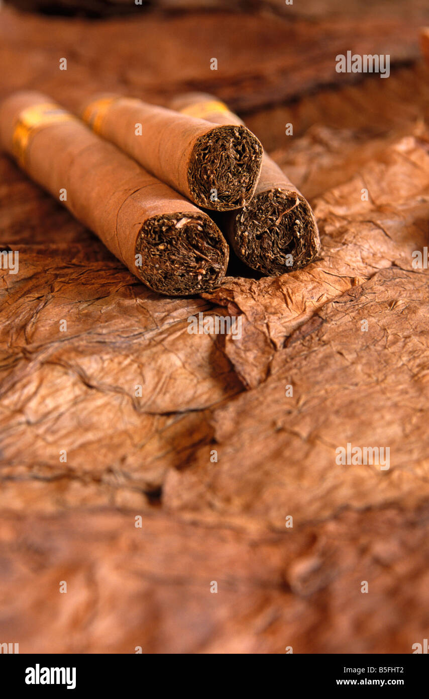 handmade cigars and tobacco leaves Stock Photo - Alamy