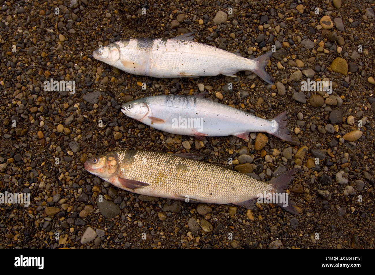 Coregonus nasus hi-res stock photography and images - Alamy