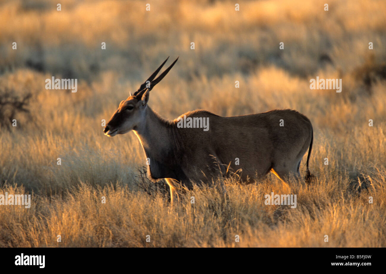 Aroab district hi-res stock photography and images - Alamy