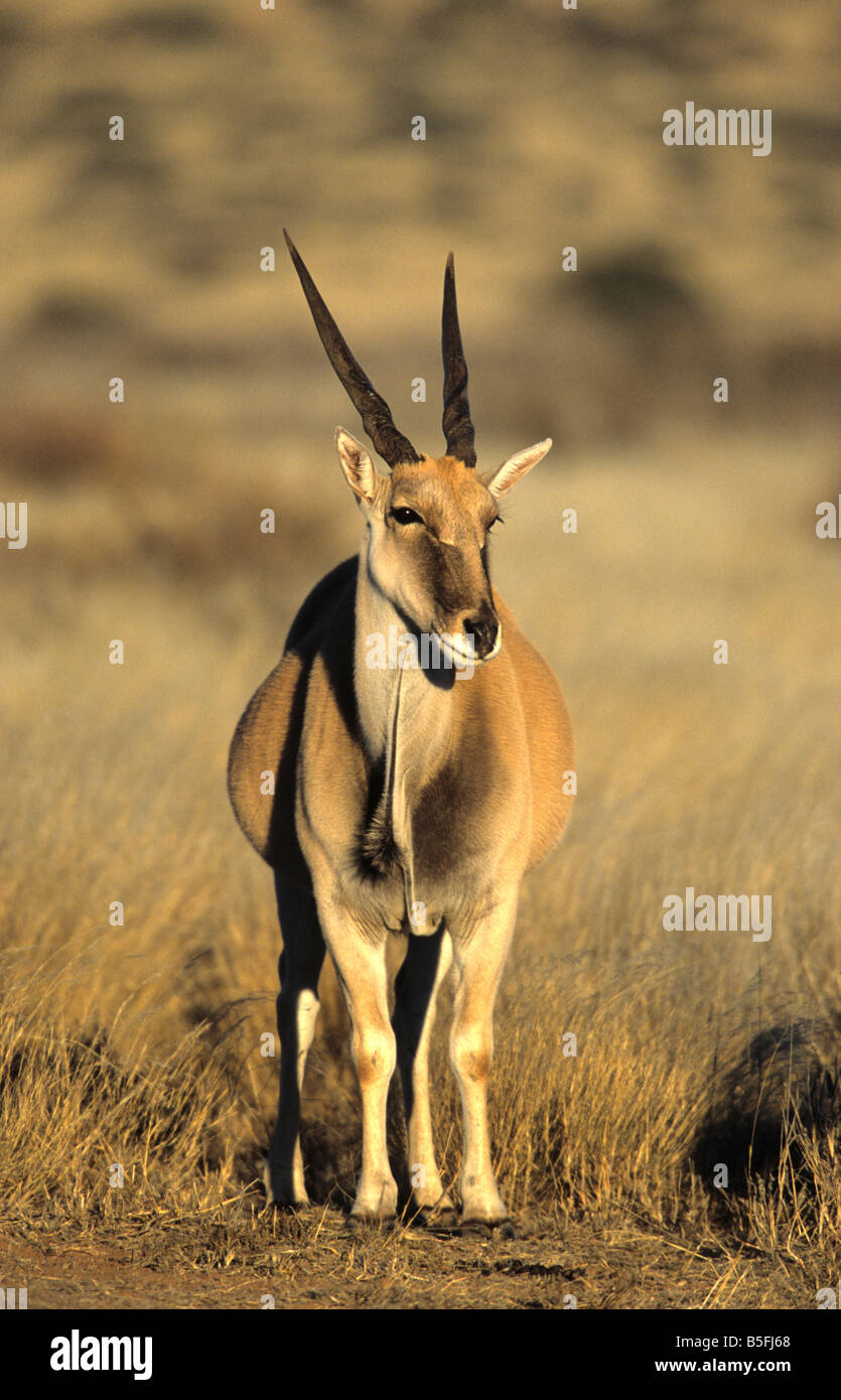 Aroab district hi-res stock photography and images - Alamy