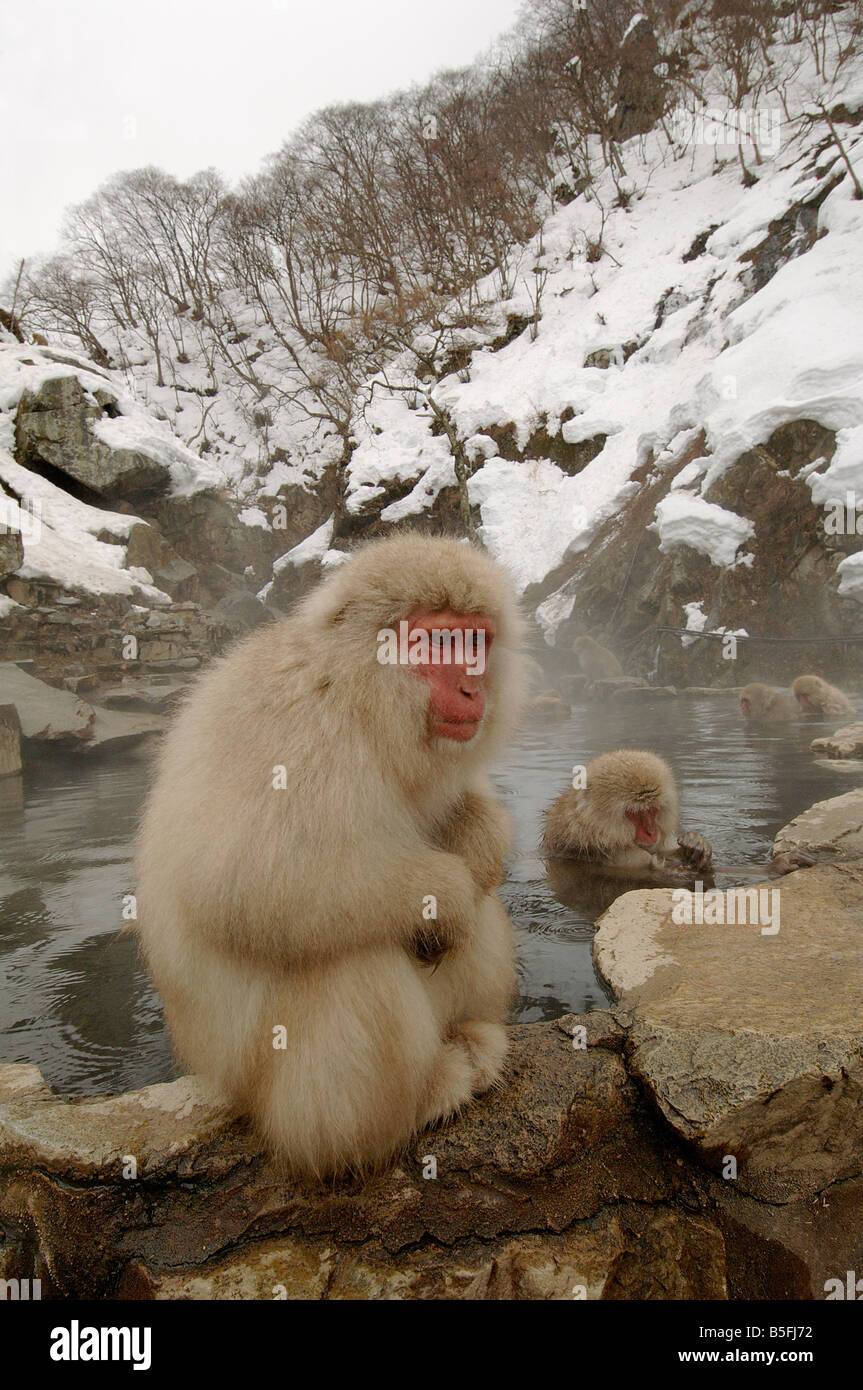 Snow monkeys relax in hot pool at Jigokudani Monkey Park Stock Photo ...
