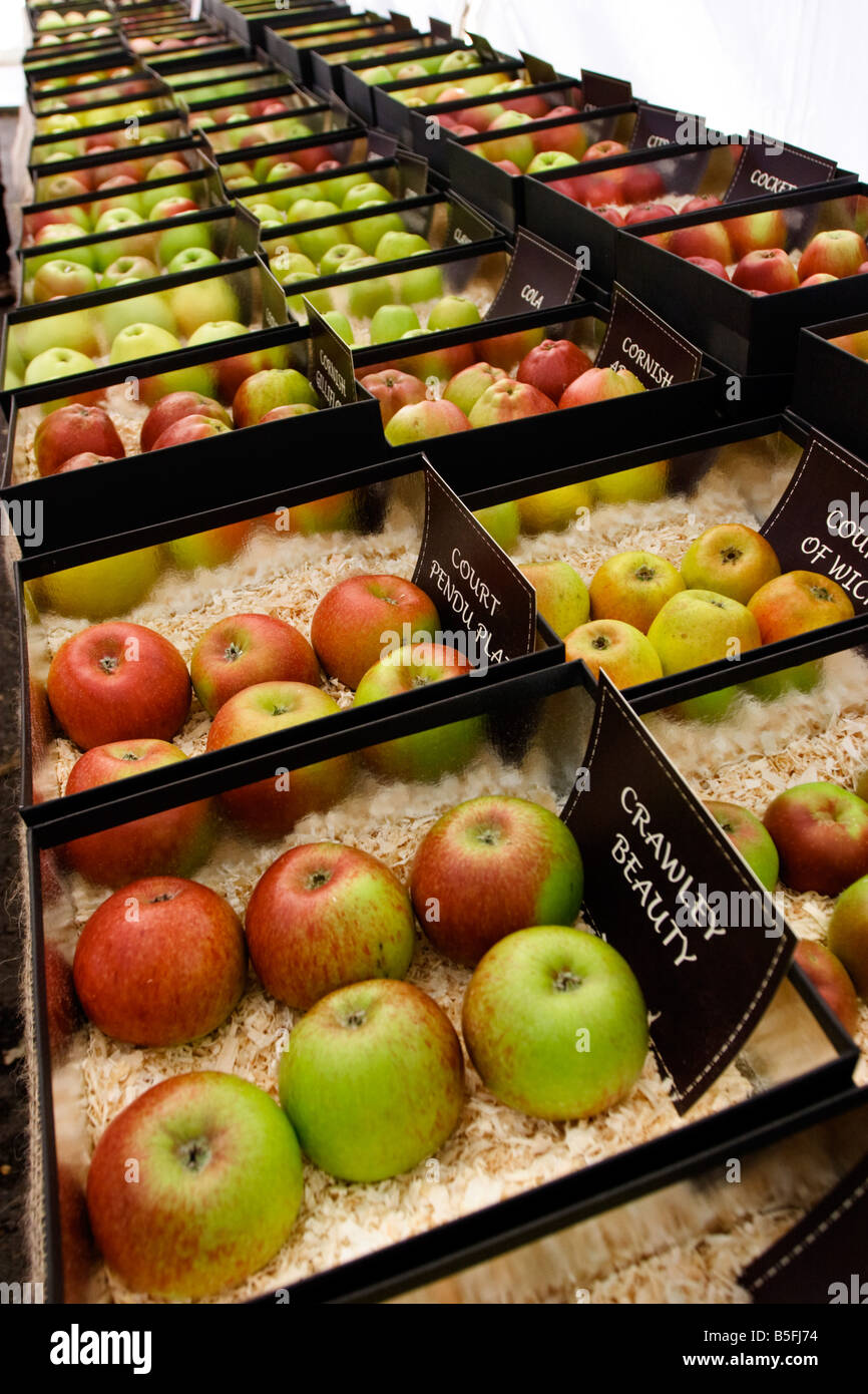 rare apple varieties on show at Brogdale farm, home of the National ...