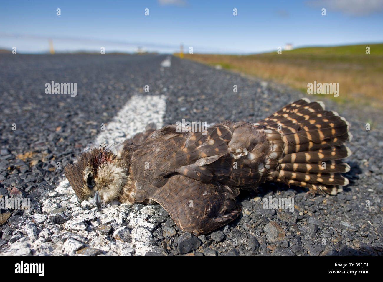 Blonduos hi-res stock photography and images - Alamy