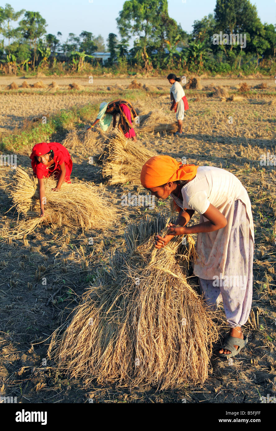 Nepal: Farmers bundle a load of rice paddy after the rice harvest on a ...