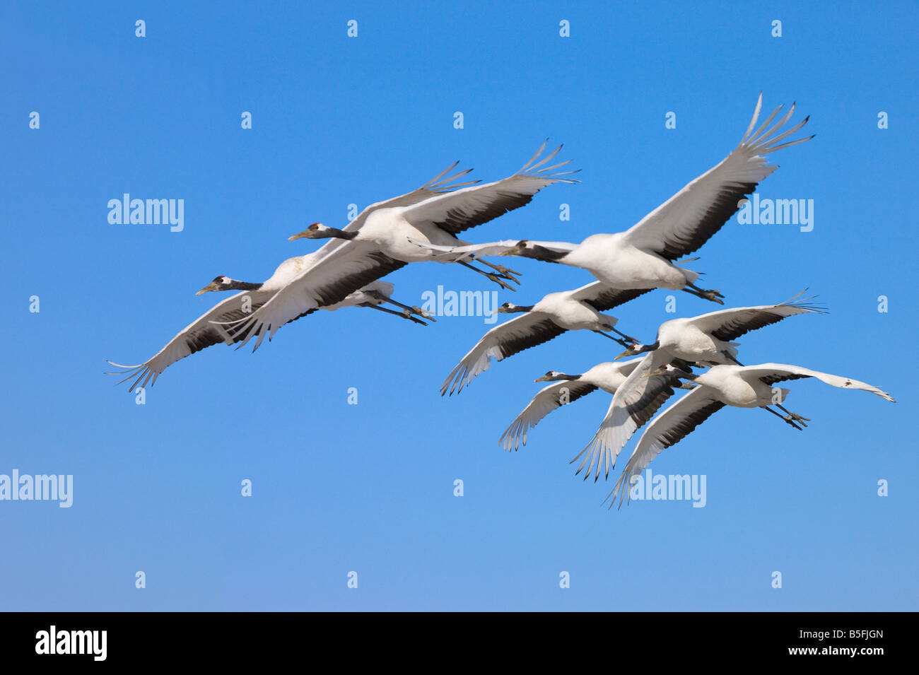 Red crowned cranes flying North China Stock Photo - Alamy