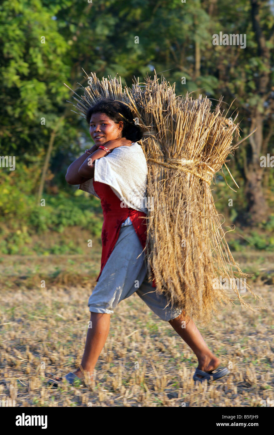 Rice field after harvesting hi-res stock photography and images - Alamy