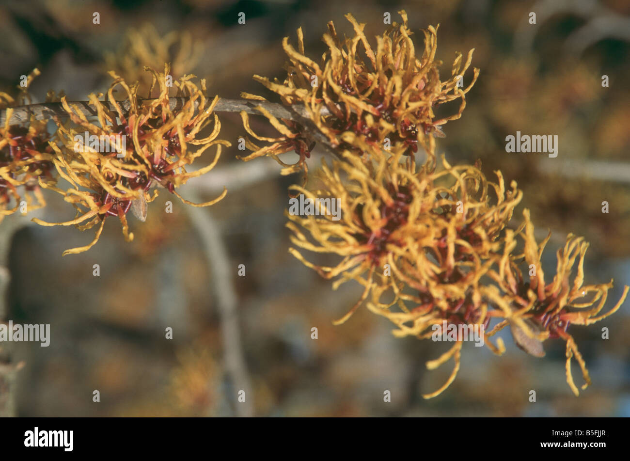 Hamamelis flowers in late winter garden Stock Photo - Alamy