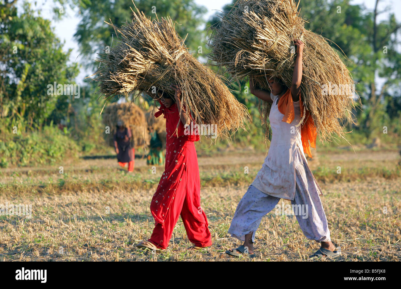Nepal: Farmers carry a load of rice paddy after the rice harvest on a ...