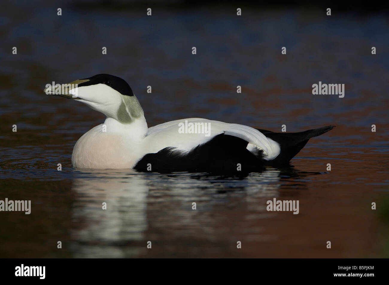 Common Eider Duck Stock Photo - Alamy