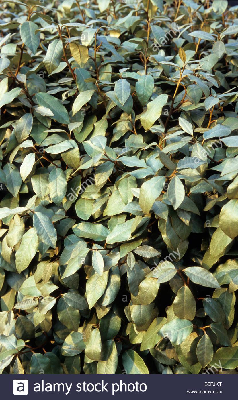 Elaeagnus Ebbingei Stock Photos & Elaeagnus Ebbingei Stock Images - Alamy