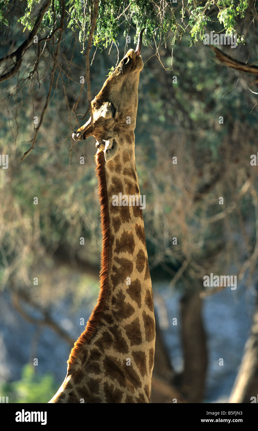Giraffe Giraffa camelopardalis Ana Tree Hoanib river Damaraland Kunene ...