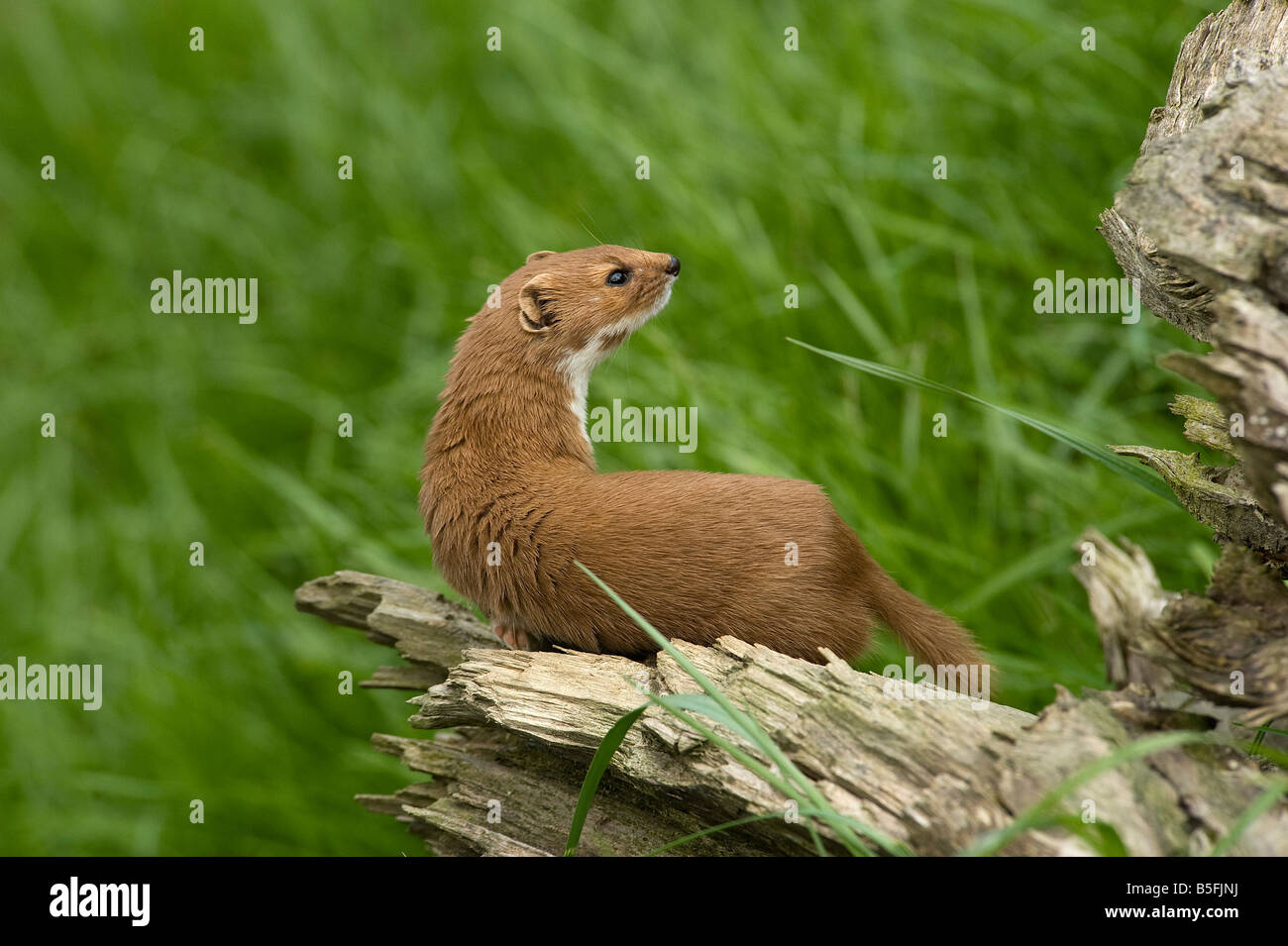 Carnivores hi-res stock photography and images - Alamy