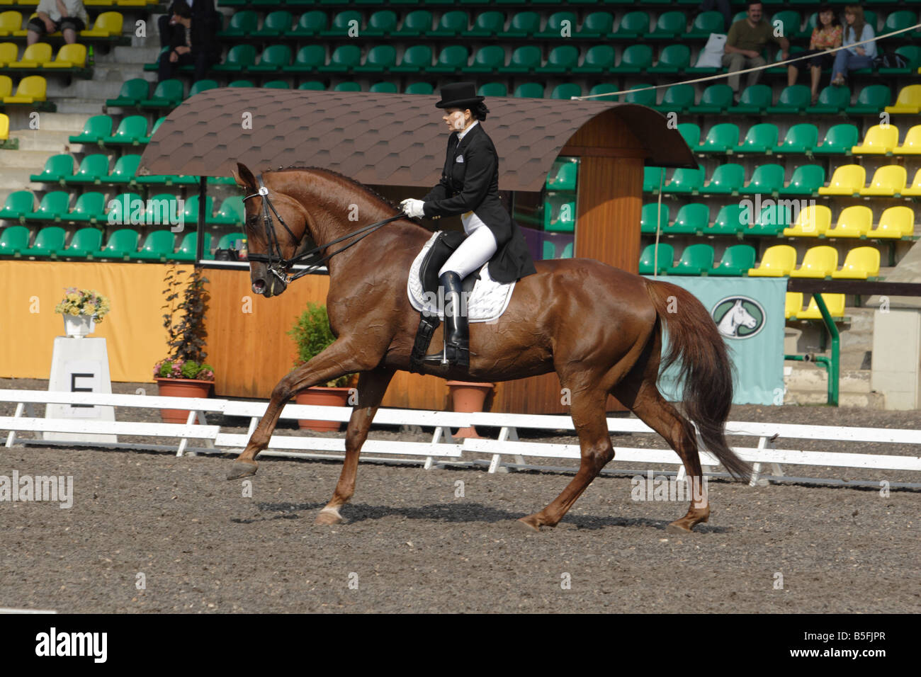 Horse rider in dressage competition Stock Photo - Alamy