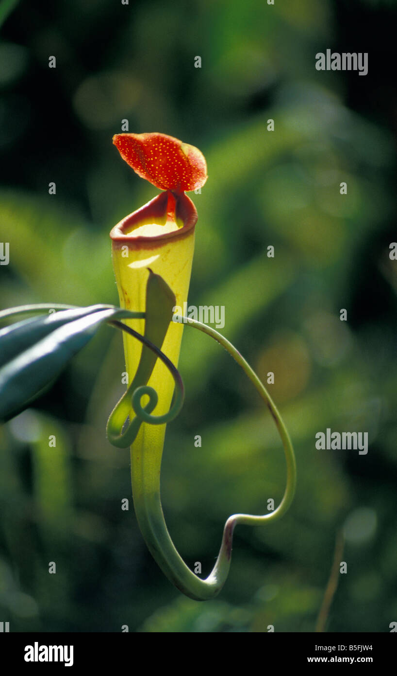Nephentes sp carnivorous plant Madagascar Africa carnivorous flower ...
