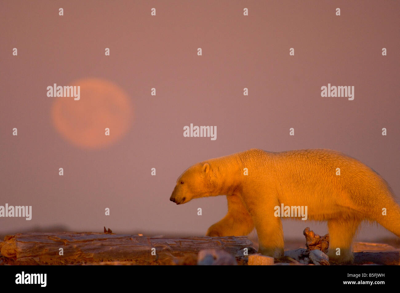 Male polar bear neck hi-res stock photography and images - Alamy