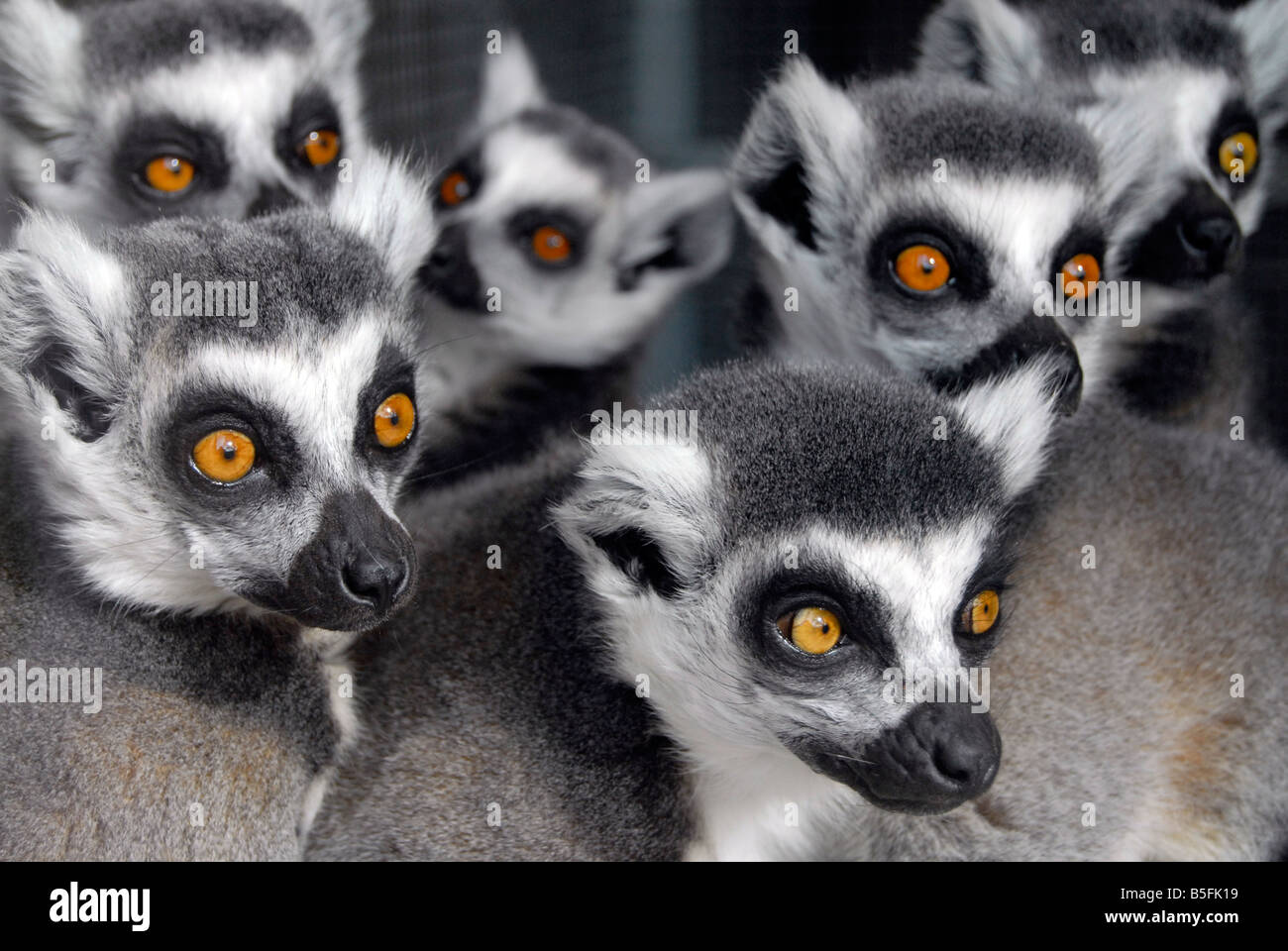 Group Of Lemurs Huddled Together Bright and Alert Stock Photo - Alamy