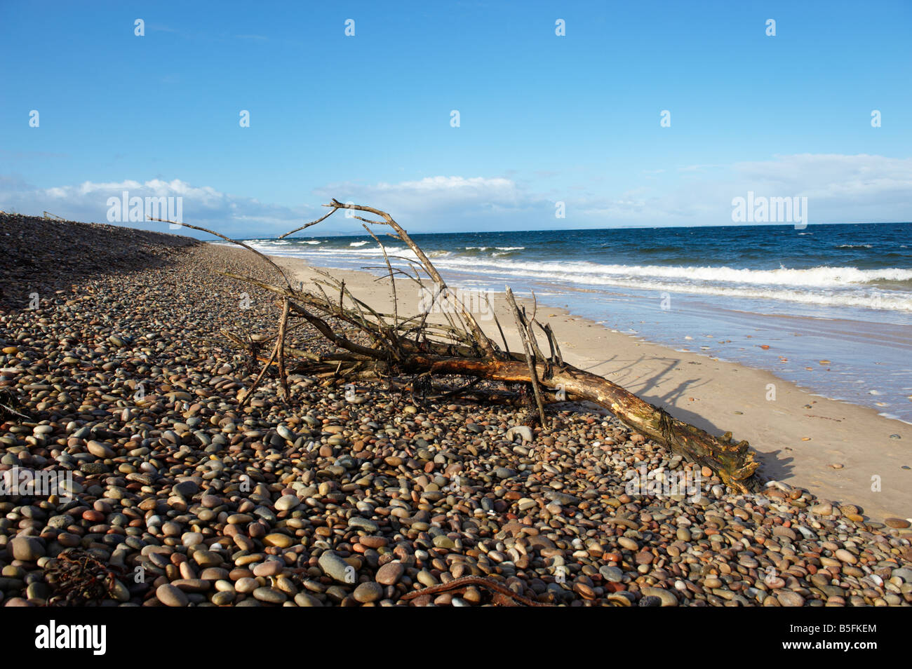 Drift wood on beach Scotland UK in the autumn Stock Photo - Alamy