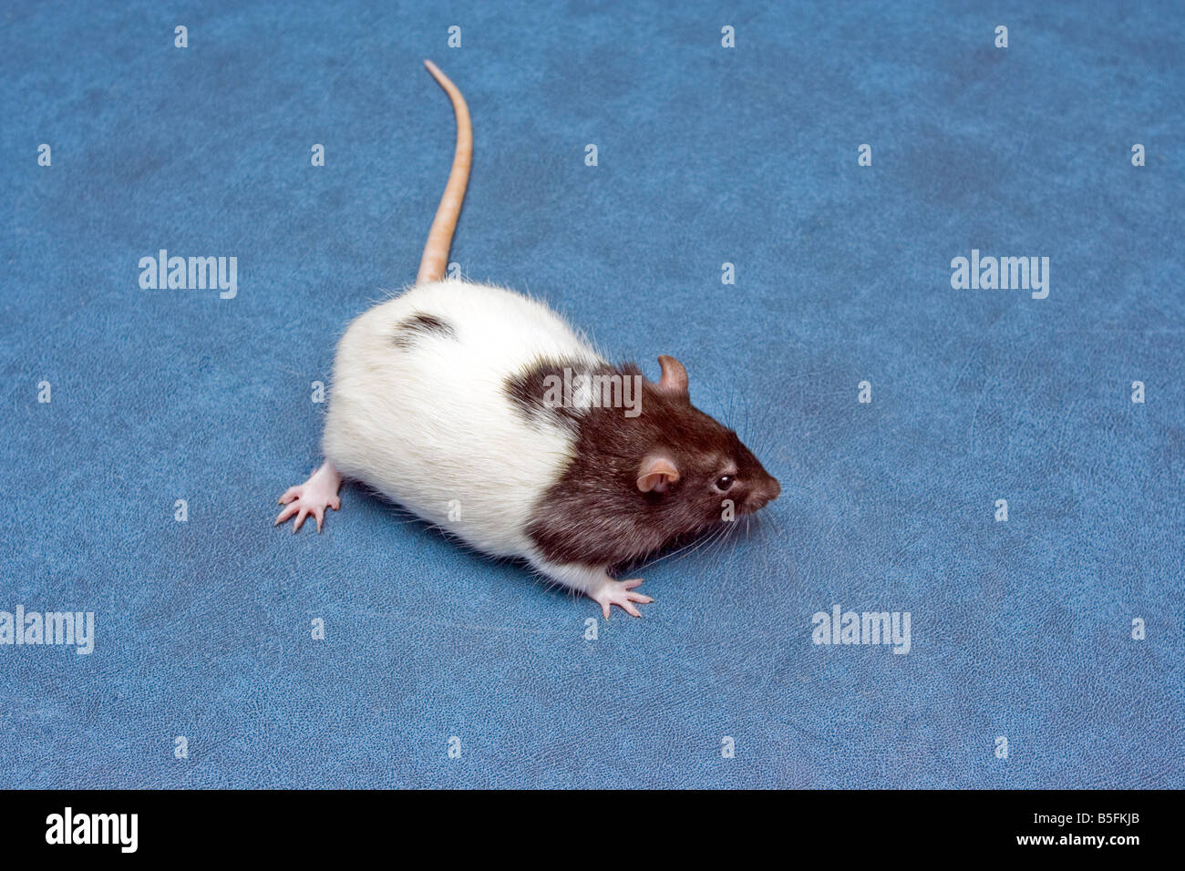 Black rat hi-res stock photography and images - Alamy