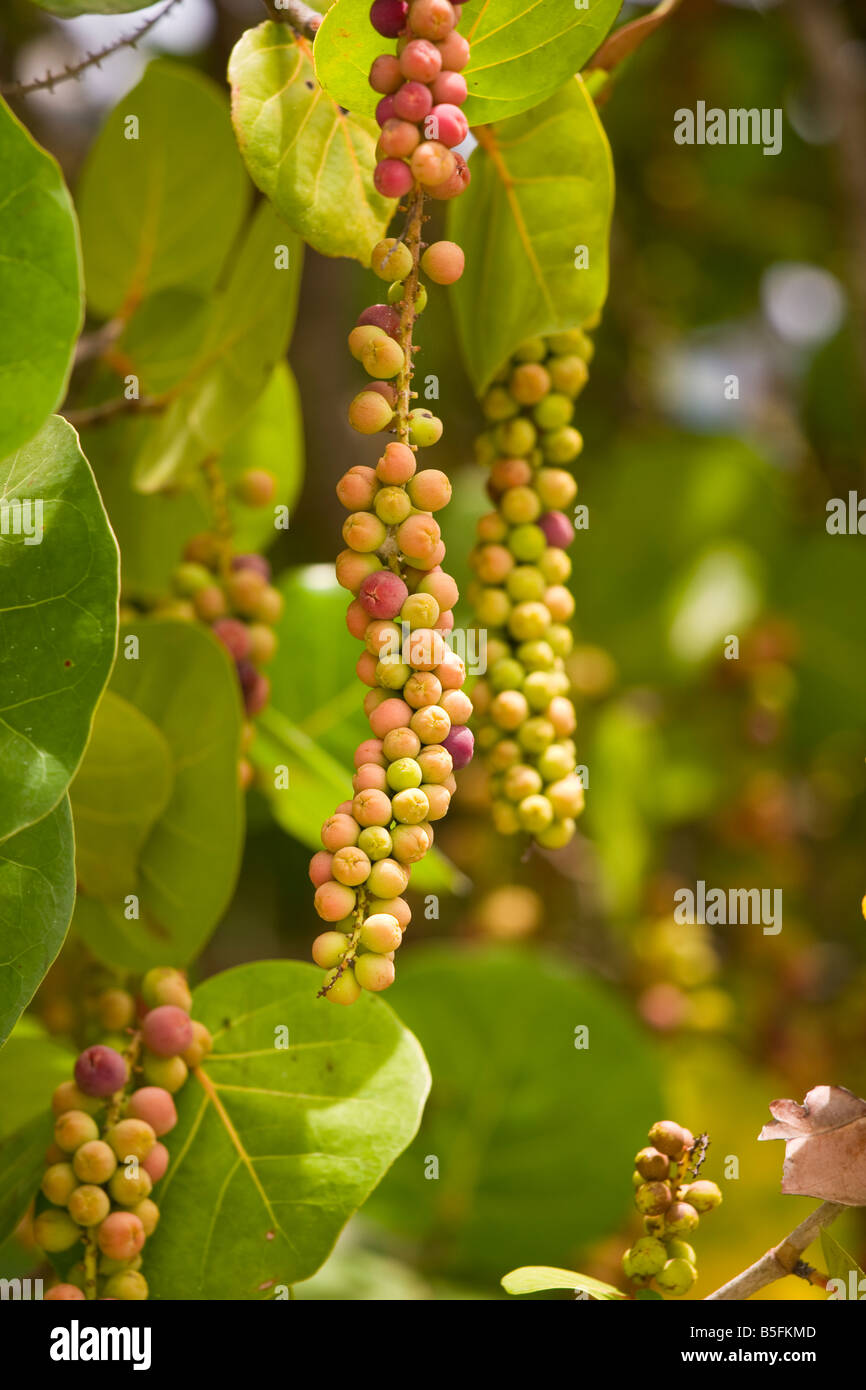 Sea Grape Tree Coccoloba Uvifera Stock Photos & Sea Grape Tree ...