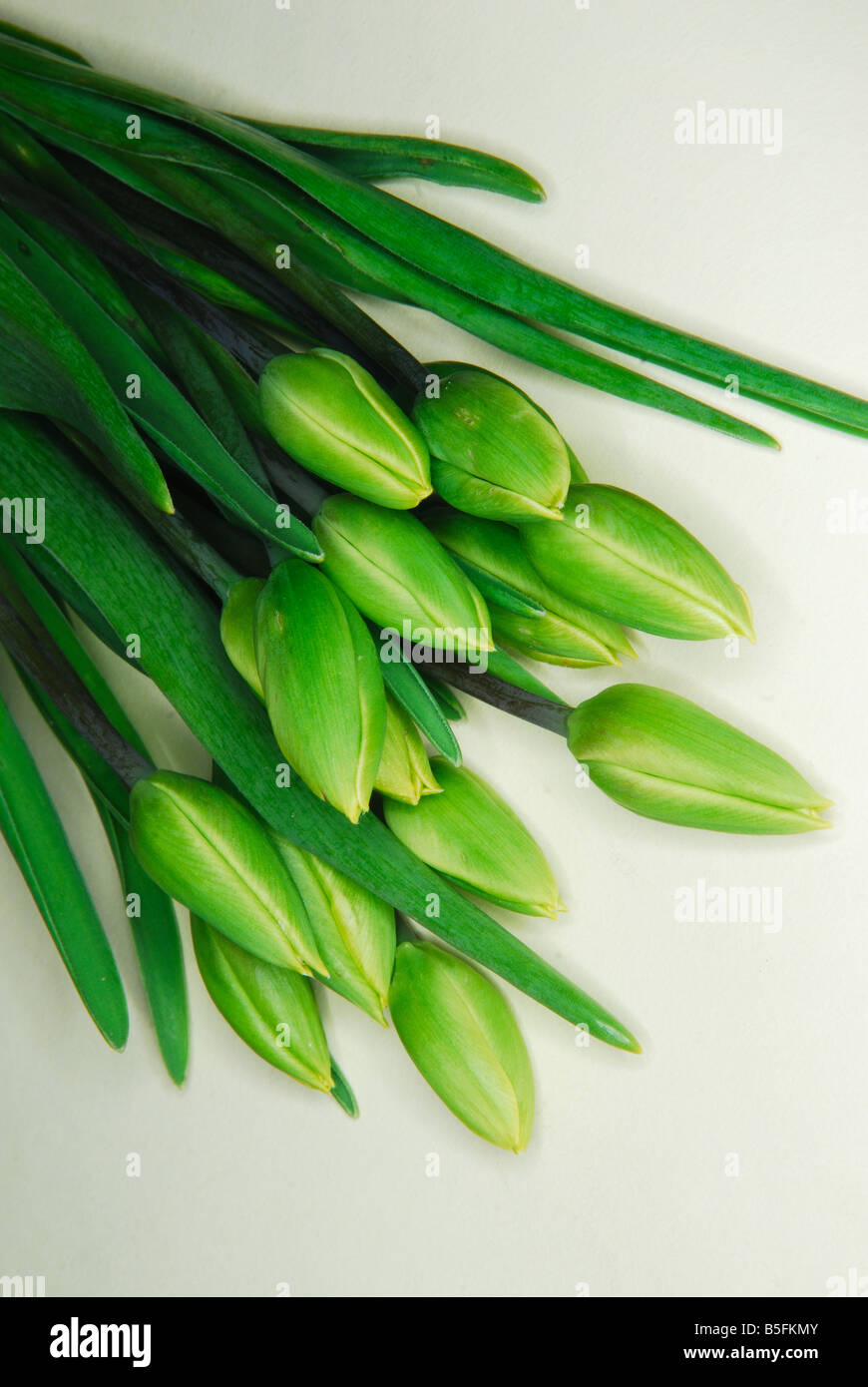 green tulips, art, natural design, fresh boquet, home, lifestyle Stock ...