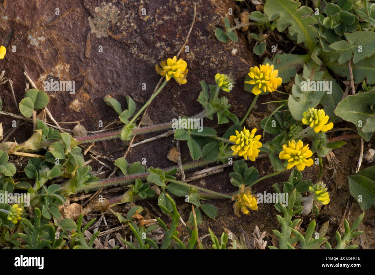 Black medick Medicago lupulina in flower Stock Photo - Alamy