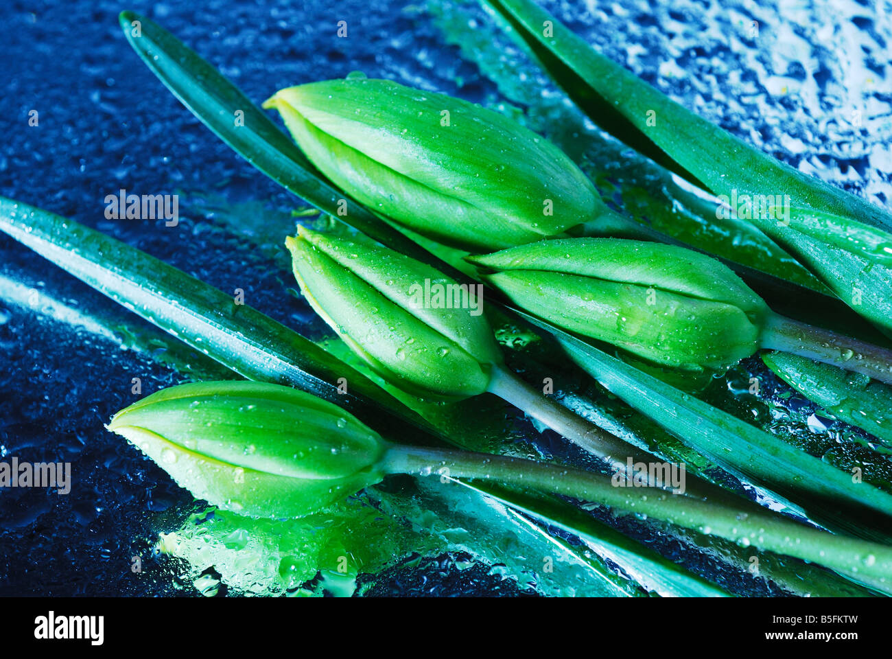 Home green plants Cut Out Stock Images & Pictures - Alamy