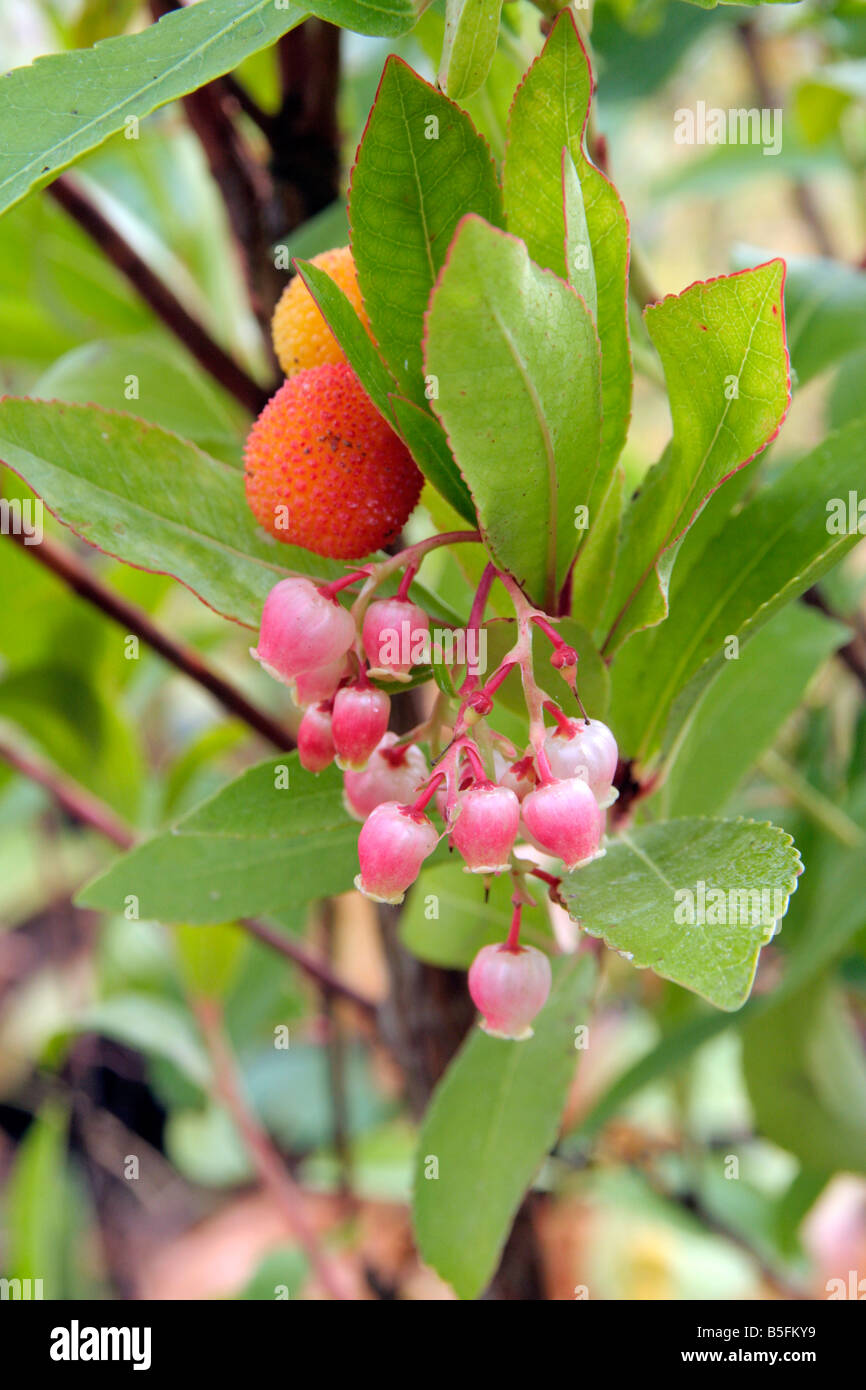 ARBUTUS UNEDO RUBRA HAS BOTH FLOWERS AND FRUIT AT THE SAME TIME Stock ...