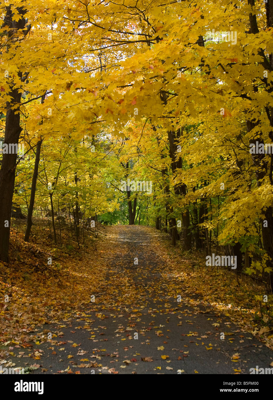 Autumn leaves on a path Stock Photo - Alamy