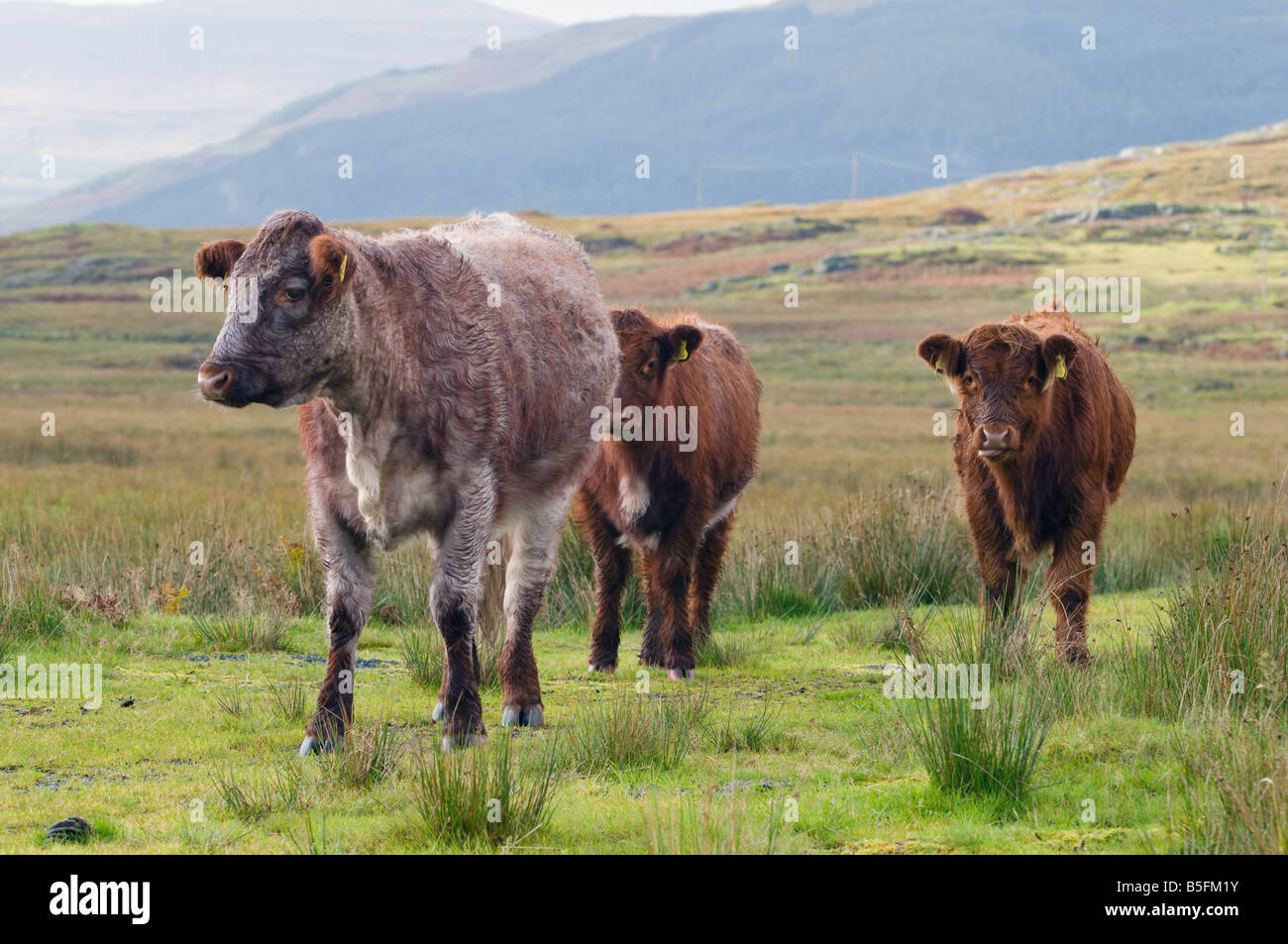 Cow and calf standing hi-res stock photography and images - Alamy