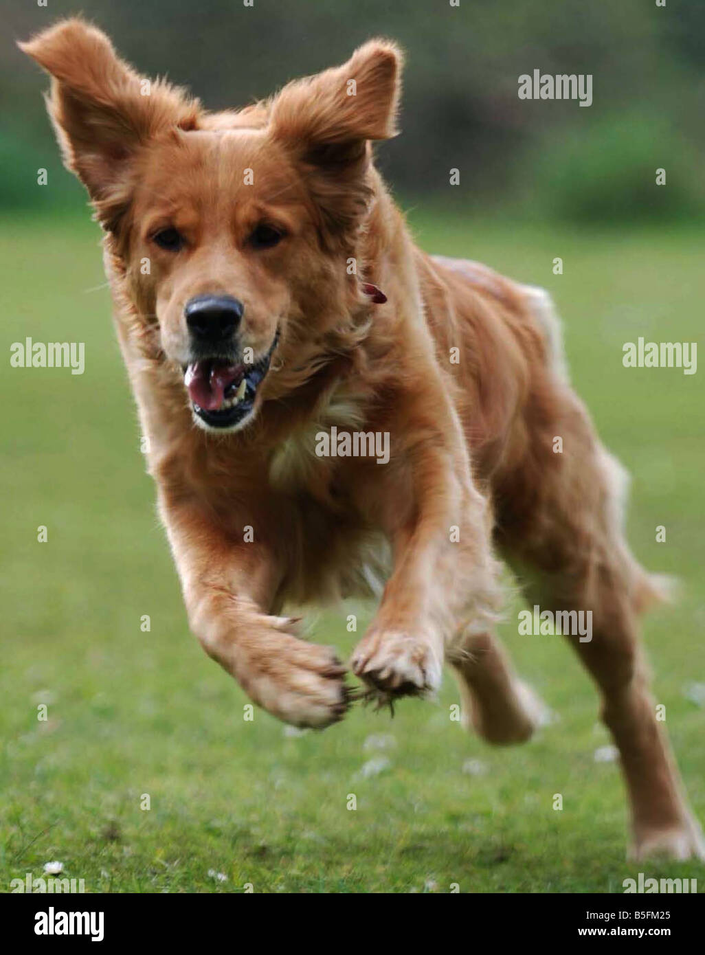 A golden retriever (dog) running Stock Photo - Alamy