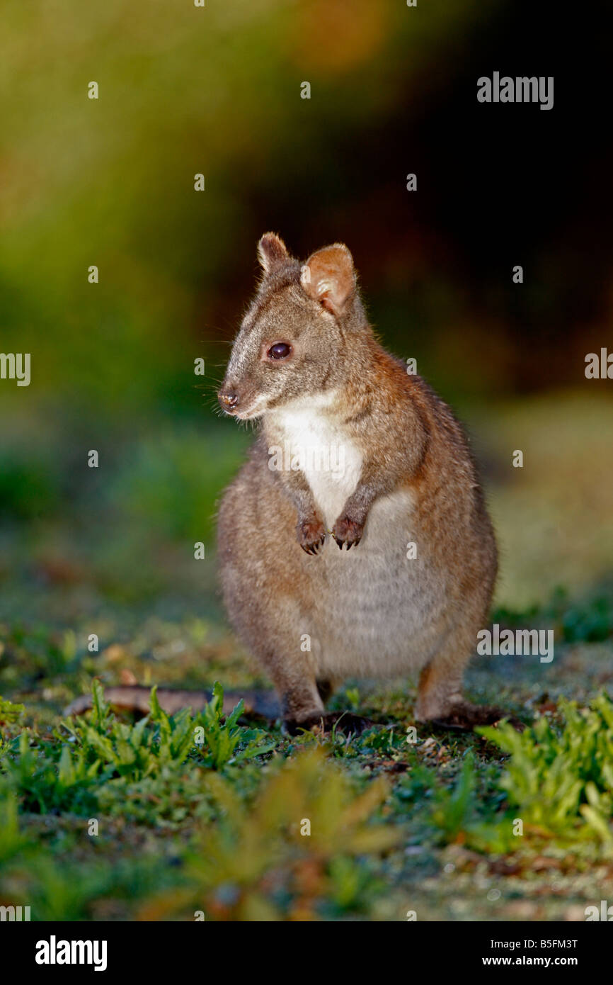 Red Necked Pademelon, Thylogale thetis, Australia Stock Photo - Alamy