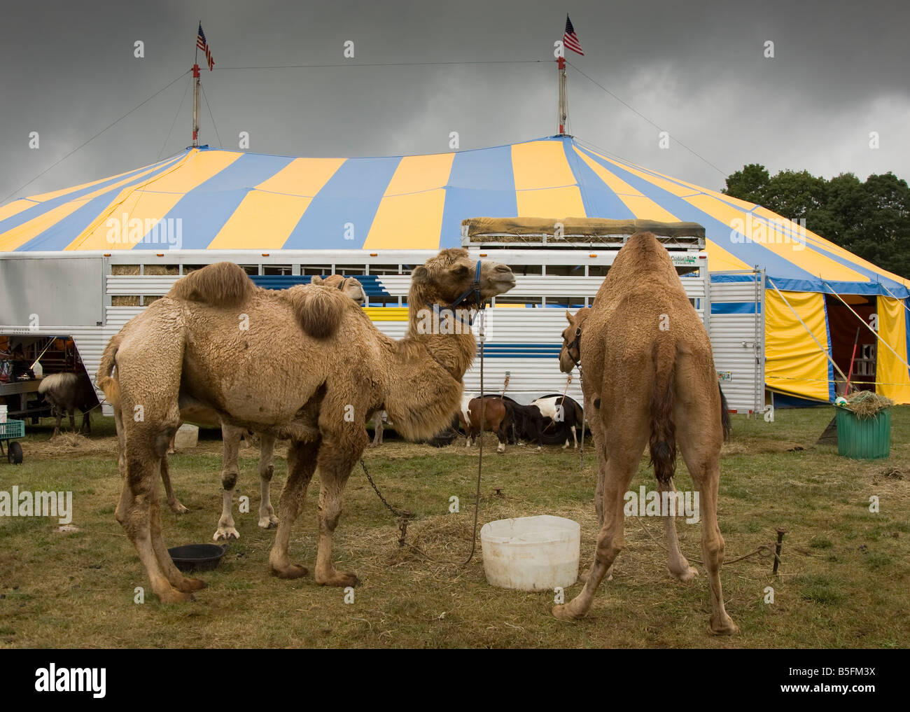 Circus camel hi-res stock photography and images - Alamy