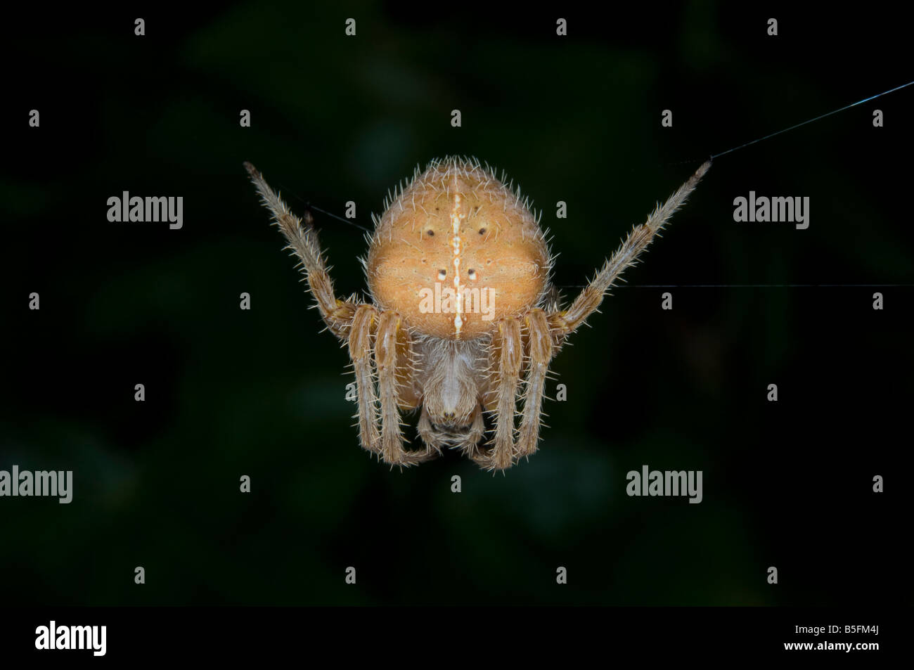 Garden Orb Weaver spider spinning her web at dusk Stock Photo - Alamy