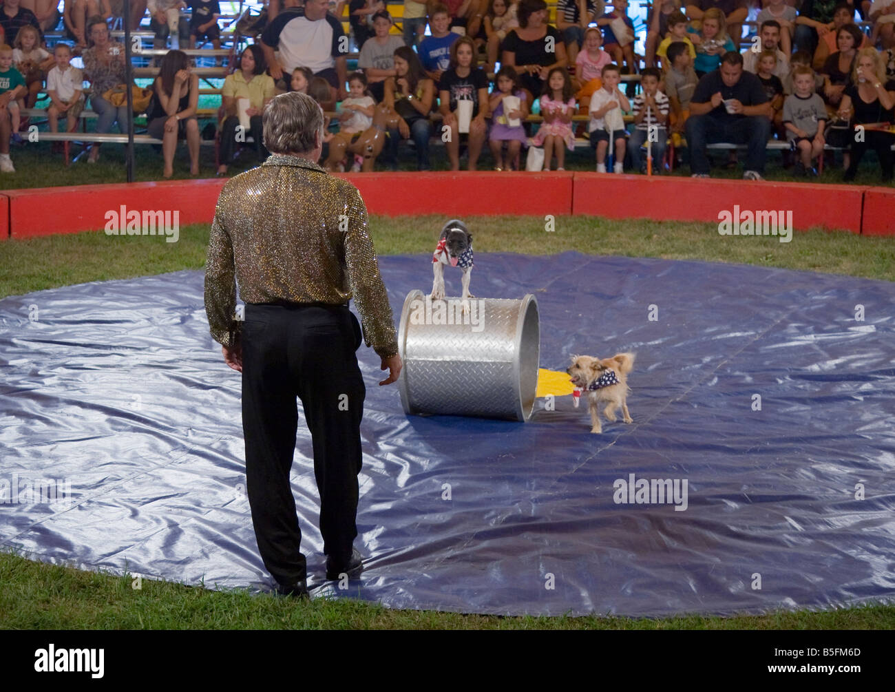 Dogs doing tricks at a circus Stock Photo - Alamy