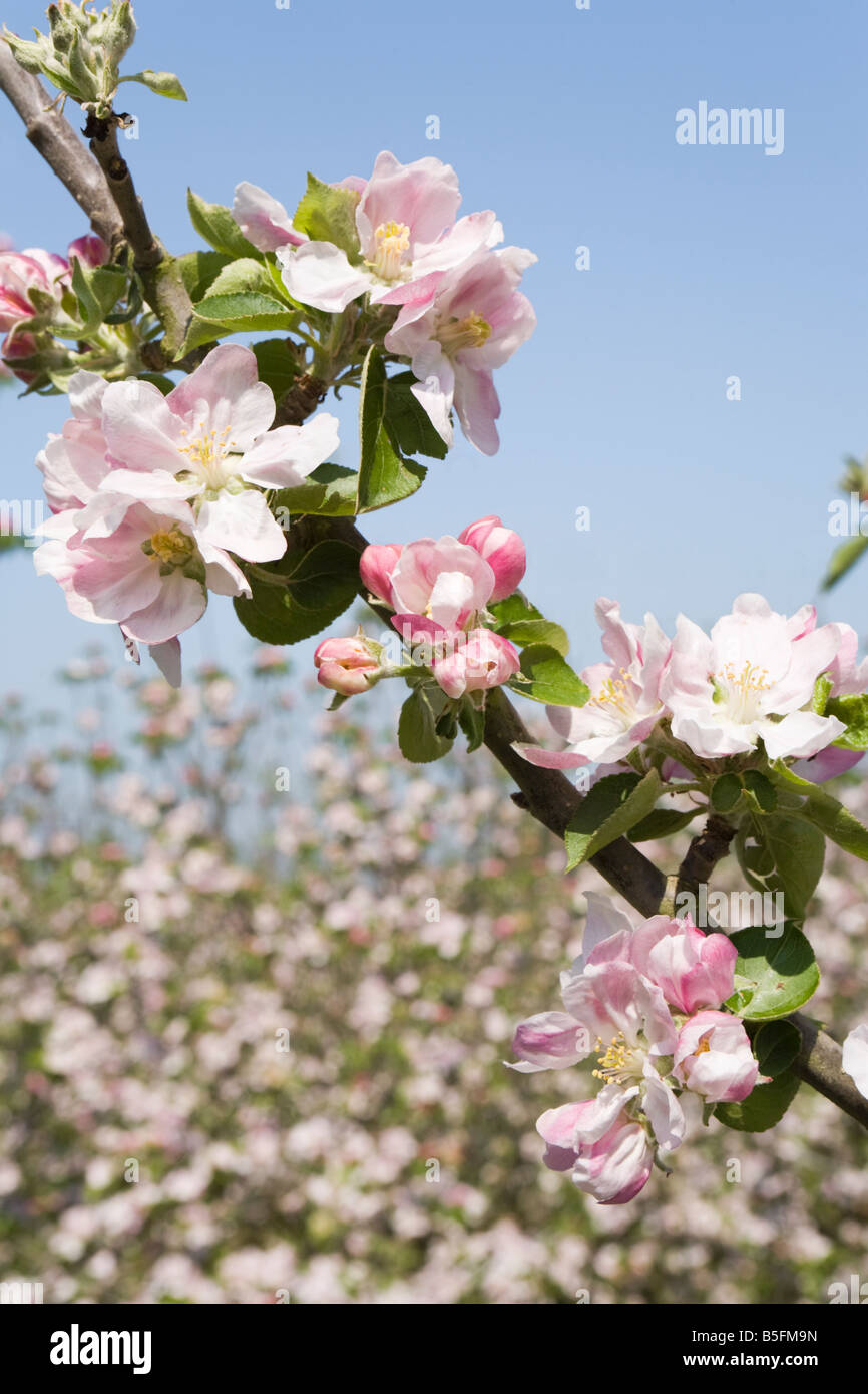 Uk springtime hi-res stock photography and images - Alamy