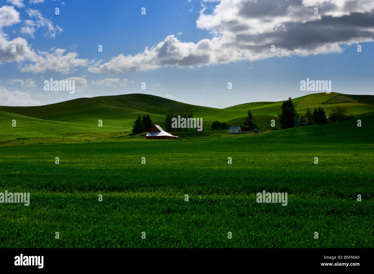 Green grass and farm along the palouse, southeastern washington, USA ...