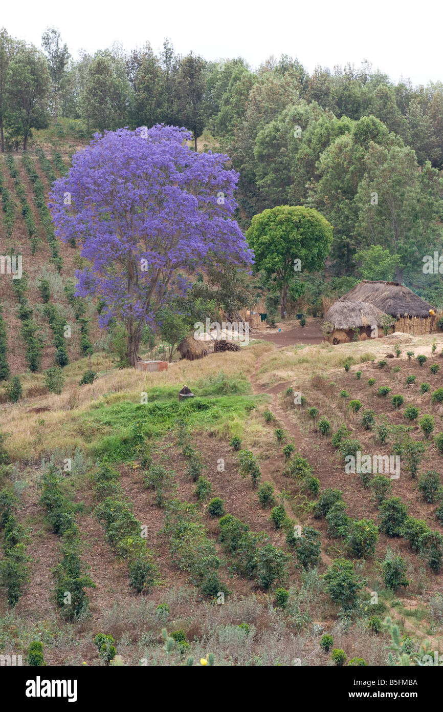 Coffee plantation with flowering Jacaranda mimosifolia tree in Karatu ...