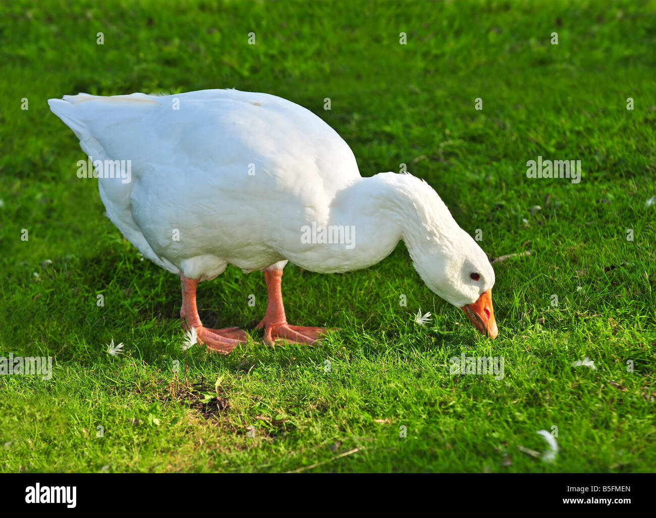 Barnyard grass hi-res stock photography and images - Alamy