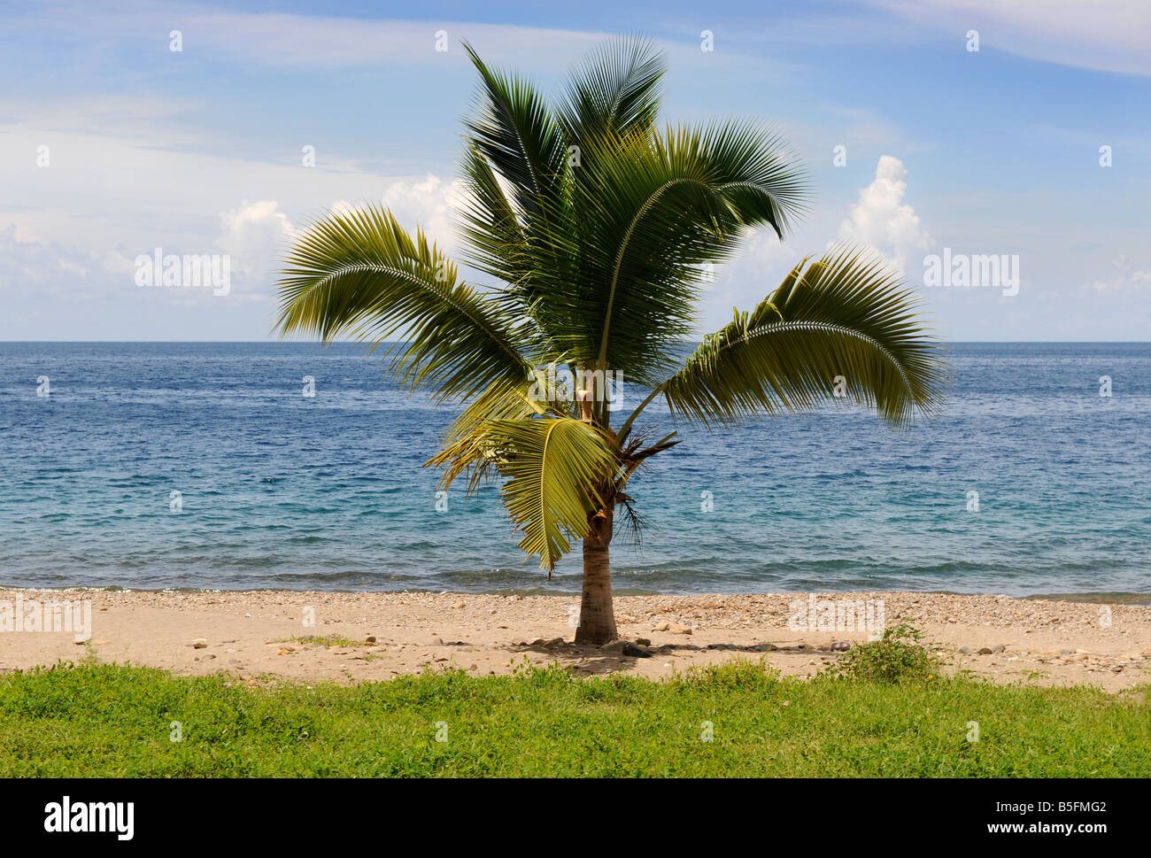 Lone palm tree on beach hi-res stock photography and images - Alamy